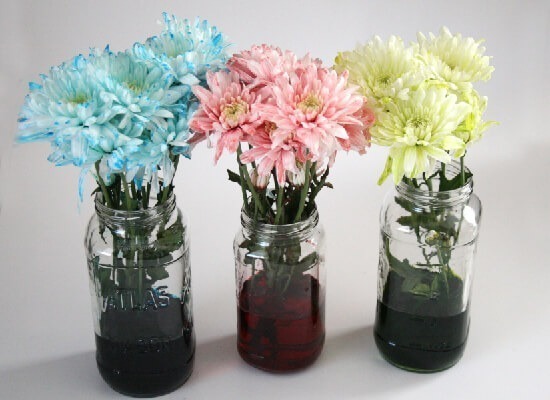 Dyeing Flowers With Food Coloring Tutorial Dream A Little Bigger Dyeing Flowers With Food Coloring Tutorial Dream A Little Bigger