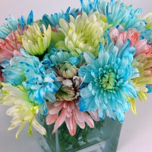 Dyeing Flowers with Food Coloring Tutorial ⋆ Dream a Little Bigger