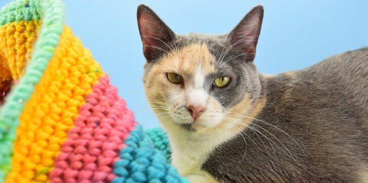 Have a kitty that loves to hide away? Using the yarn you have on hand ...