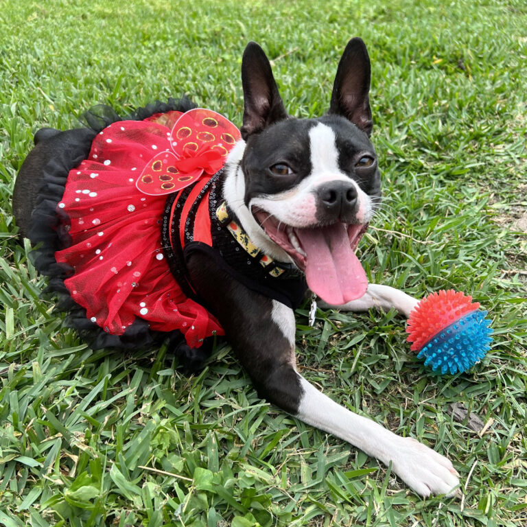 How to Make a Toad House from a Clay Pot ⋆ Dream a Little Bigger